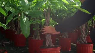 Amazon com Costa Farms Money Tree, Easy Care Indoor Plant, Live Houseplant in Ceramic Planter Pot,