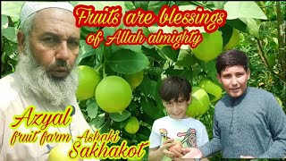 Fruits are blessings of Allah almighty || Azyal fruit farm Ashaki Sakhakot