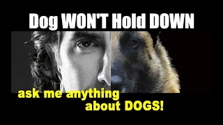 Dog Won't Hold DOWN Stay - Dog Training Video - ask me anything