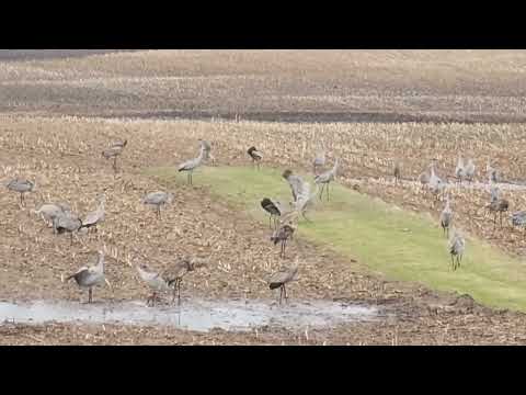 Dancing birds | Susan Manzke