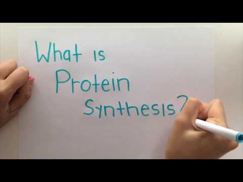 Breakthrough Challenge: Protein Synthesis – AP Biology with Anna