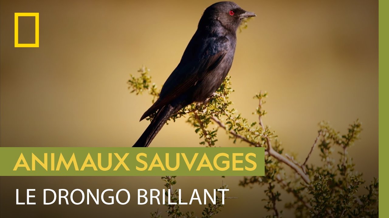 Documentaire | Le drongo brillant, expert en imitations