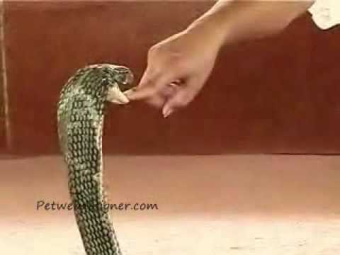 King Cobra Snake Handlers | The Menawa Report