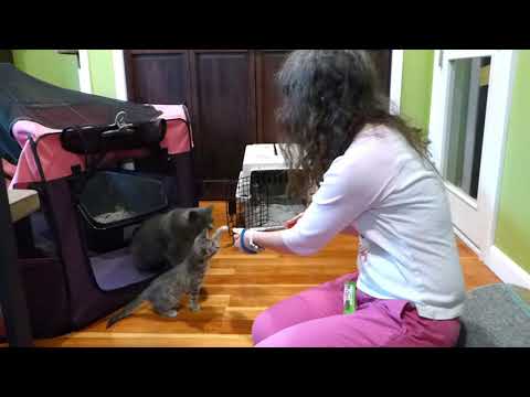 Resources: Checklists – Allison Helps Cats: Cat Behavior Consultant, Trainer, & Educator