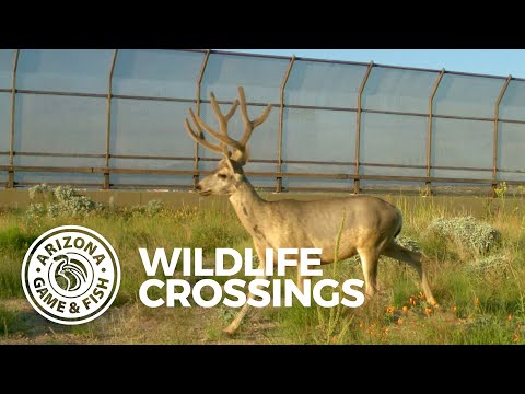 Wildlife Crossings In Arizona – Sierra Vista Metropolitan Planning ...