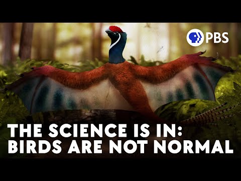 PBS Eons is spreading the bat-wing bird myth with a new video | The ...