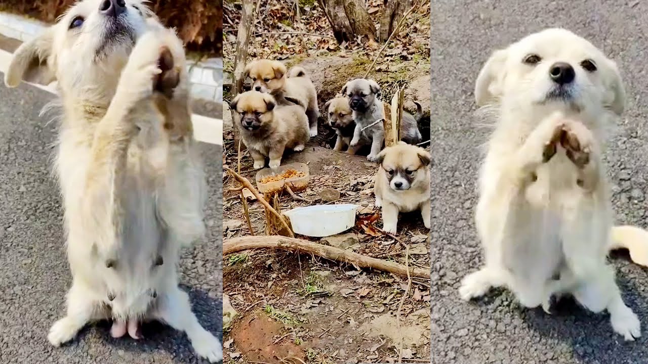 Mom Dog Stops Traffic to Ask for Food for Her Puppies. - Puppy Lover Hub
