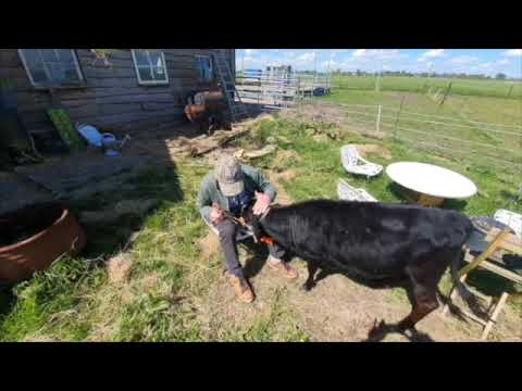 Boer Johan rust even uit – (Te)vreeland