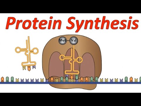Protein Synthesis – Grade 12 Biology