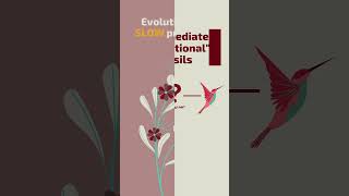 Evidence For Evolution: Fossils