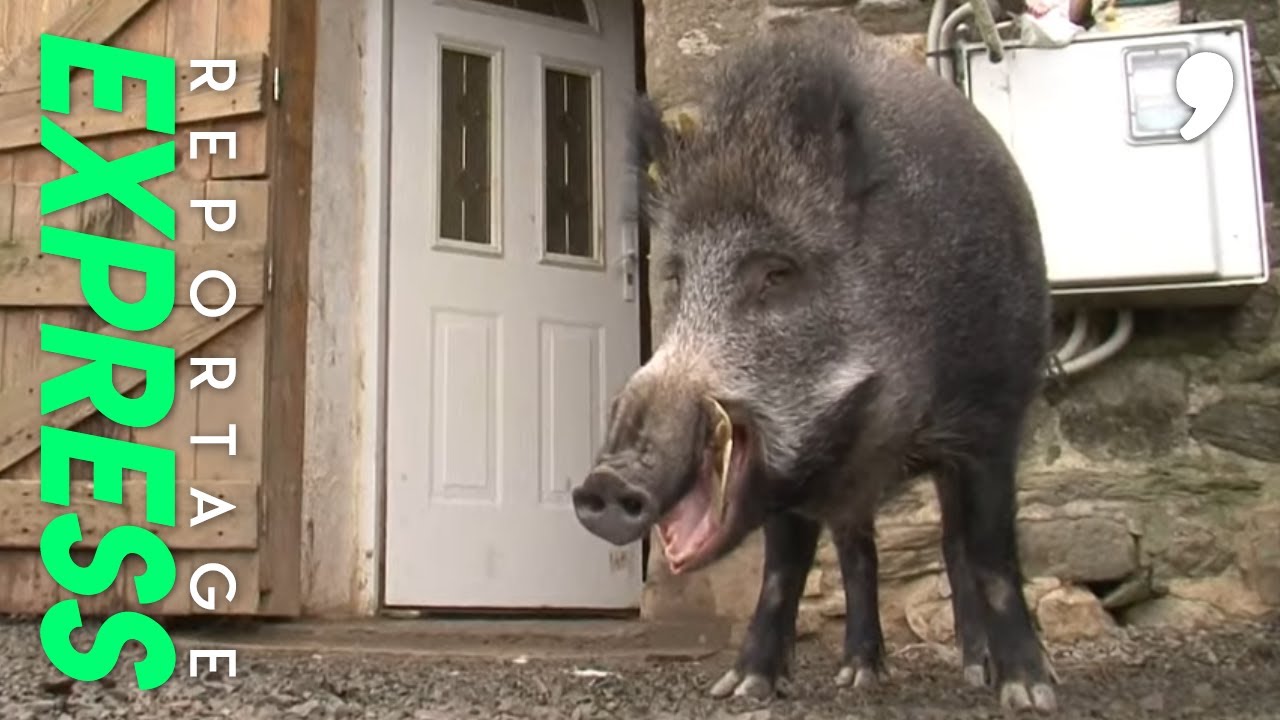 Documentaire | Alerte, des animaux sauvages en ville
