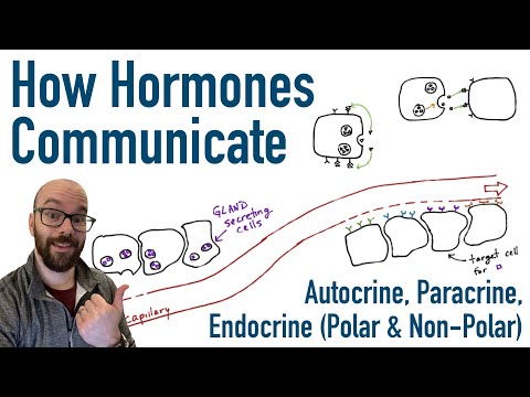 Endocrine System – Videos and Resources – Siebert Science