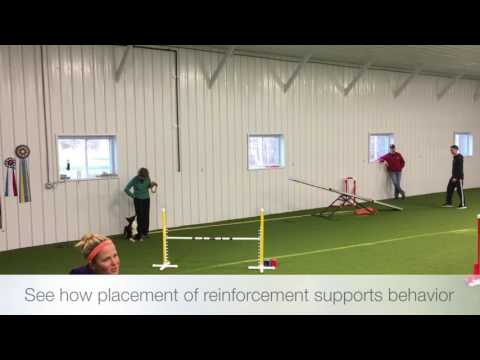 The Power of Placement of Reinforcement – Game On! Dog Training
