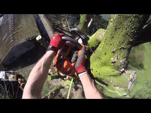 15 Best Twitter Accounts To Learn About First Class Tree Surgeons – Tree Surgeon – My master ...