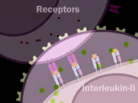 6.3 Defence against infectious disease | IB Biology Corner