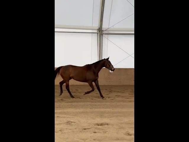 Elegant and Versatile OTTB Mare, Bonnie | Horses & Ponies for Rehoming | London | Kijiji