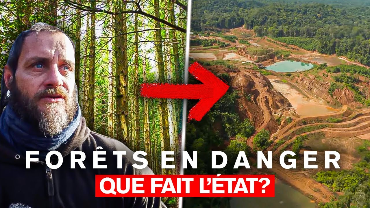 Documentaire | Forêts en danger : que fait l’Etat