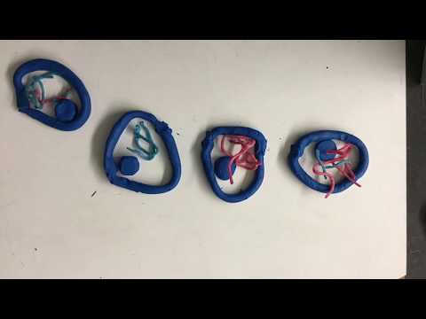 Meiosis Stop Motion – Kate Ragusa AP Bio 2018-2019