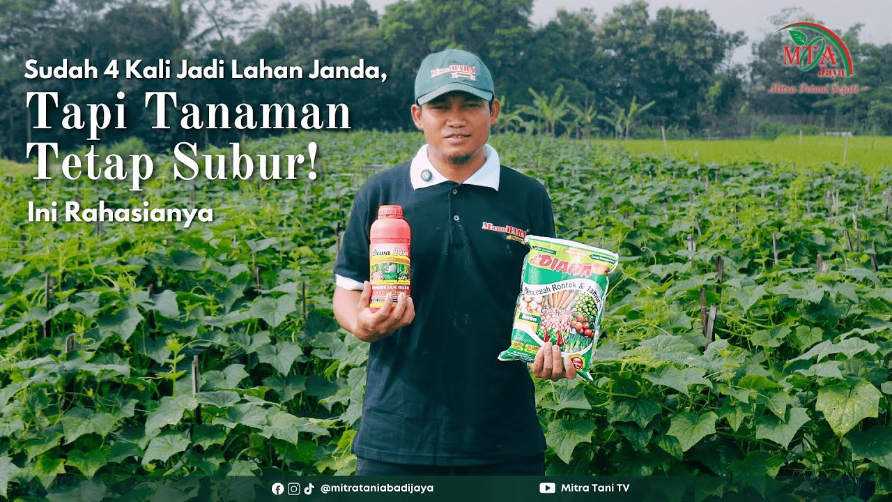 Rahasia Lahan Janda Tetap Subur Meski 4 Kali Tanam – Petani Ini Bocorkan Caranya! – CV. Mitra ...