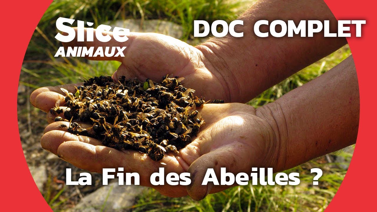 Documentaire | Disparition des abeilles, la fin d’un mystère