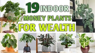19 Indoor Money Plants for Wealth | Money Plant types for wealth Prosperity and Goodluck in home