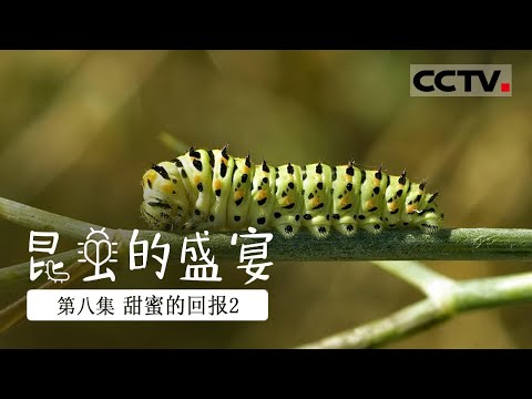 Insects in Mandarin – MANDARINWOW