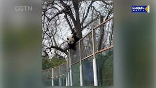 Panda Meng Lan 's "prison break" at the Beijing Zoo