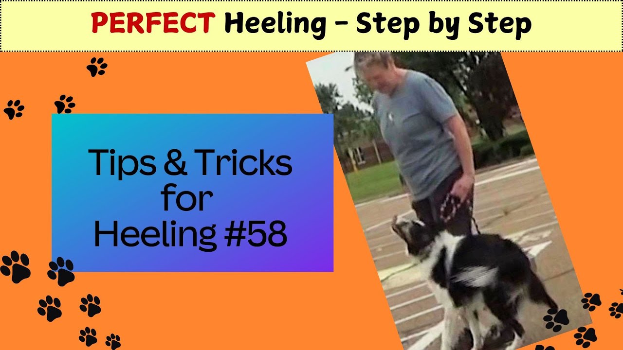 Heeling Tips & Tricks #58 Doodling Drill - Teaching & Building DESIRE - Perfect Heeling ...