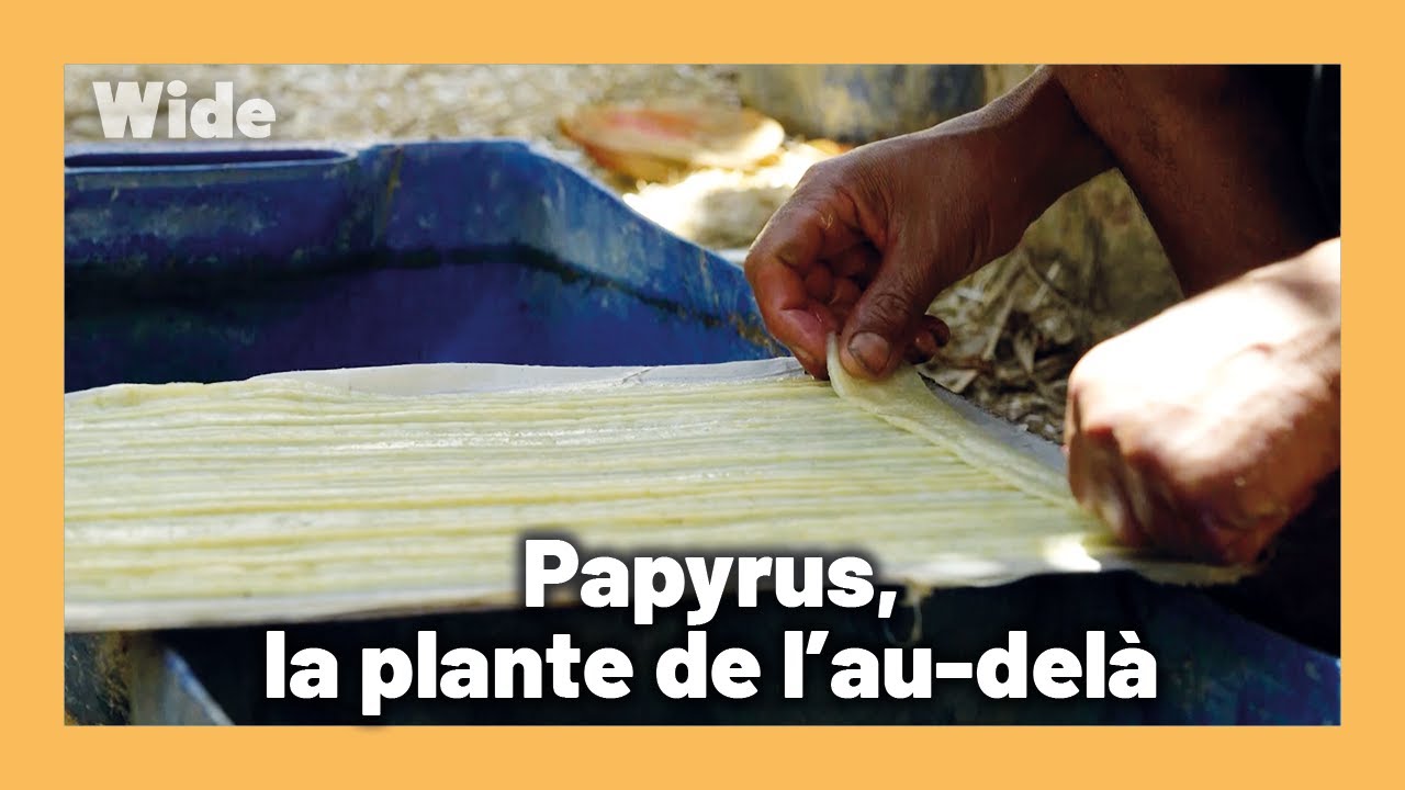 Documentaire | Le Papyrus, un savoir-faire aujourd’hui ravivé