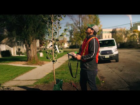 ReLeaf Cedar Rapids – Trees Forever