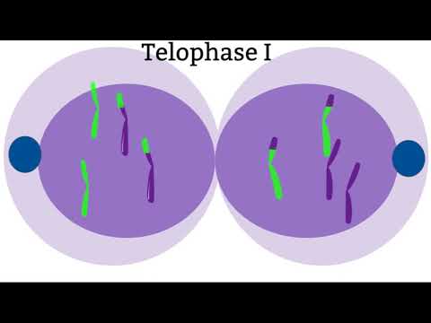 Meiosis Stop Motion – Lily's AP Biology Website
