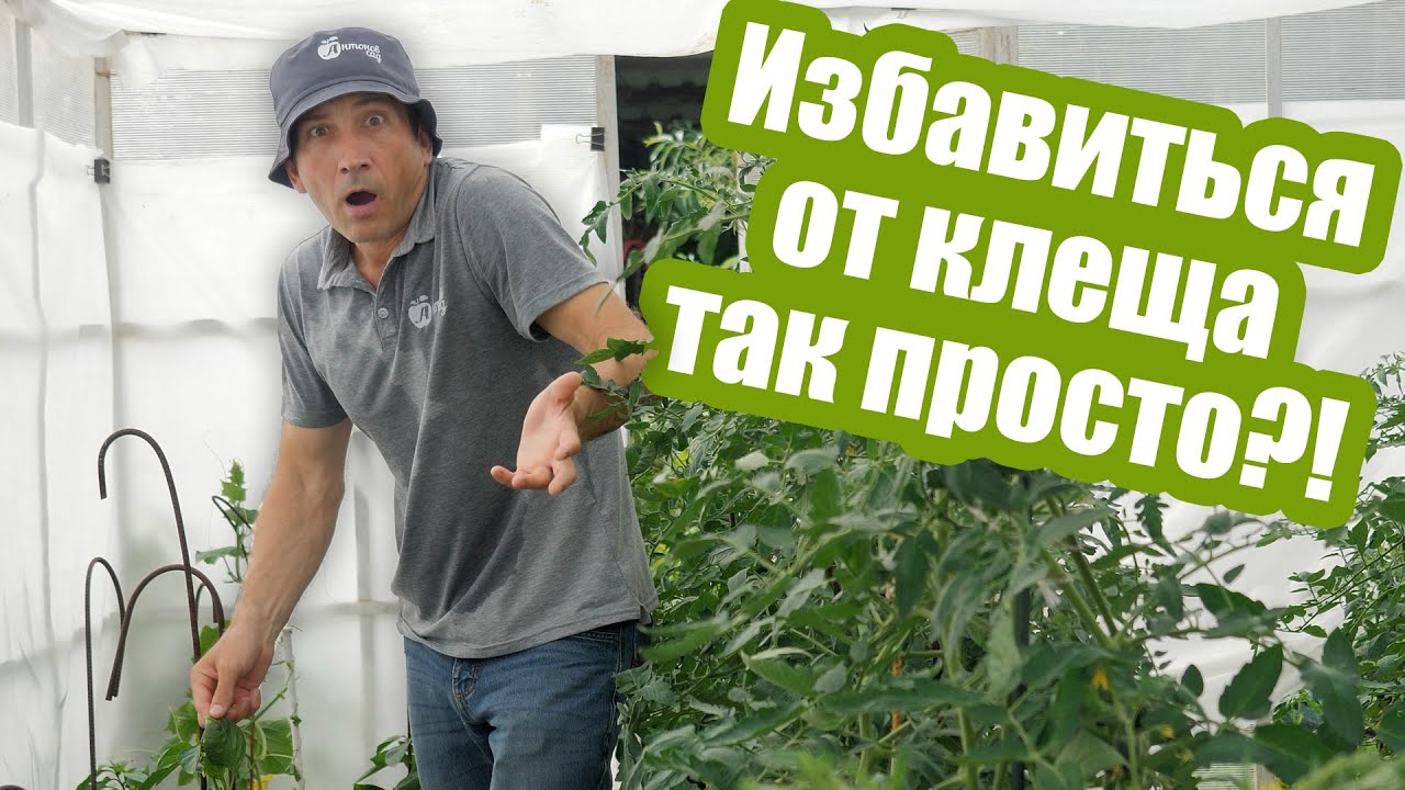 Паутинный клещ на розах – как избавиться и чем обработать, средства и ...