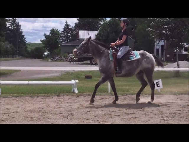 Handsome Appaloosa | Horses & Ponies for Rehoming | Hamilton | Kijiji Handsome Appaloosa | Horses & Ponies for Rehoming | Hamilton | Kijiji