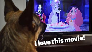 Dog watches Lady and the Tramp |Husky and German Shepherds
