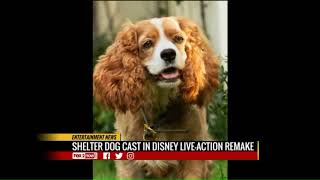 Shelter dog becomes Disney star in upcoming `Lady and the Tramp`