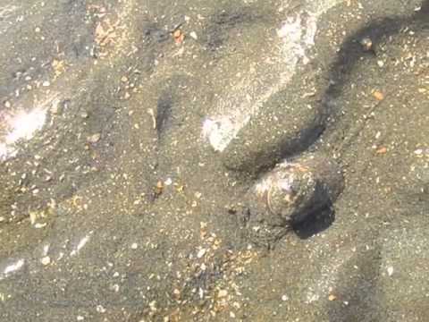 Module 9: Intertidal Zone Part 2 | Wavemakers
