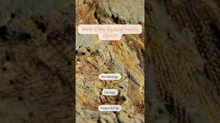 What is the study of fossils called