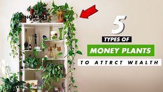 5 Different Types of indoor Money Plants in USA