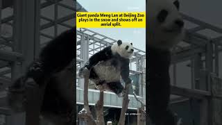 Giant panda Meng Lan at Beijing Zoo plays in the snow and shows off an aerial split