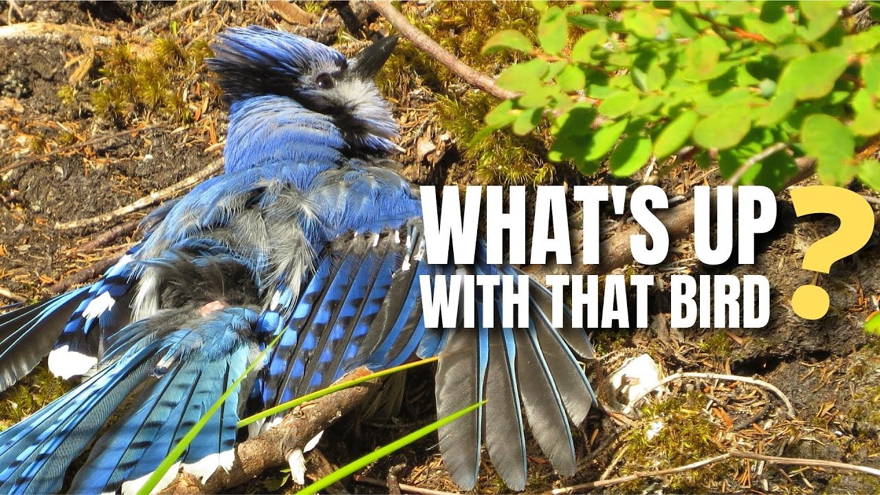 What Happens to a Bird That’s Sunning Itself? - RobinAge