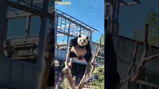 La versión real de Kung Fu Panda, "Meng Lan" muestra Kung Fu chino.