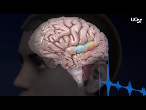 The Intricate Machinery of Human Speech | Department of Neurological ...