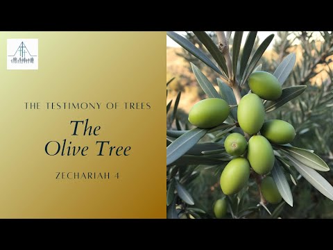 The Olive Tree – Tawa Baptist