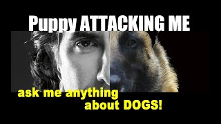 My Malinois is ATTACKING AGGRESSIVELY - ask me anything - Dog Training Videos
