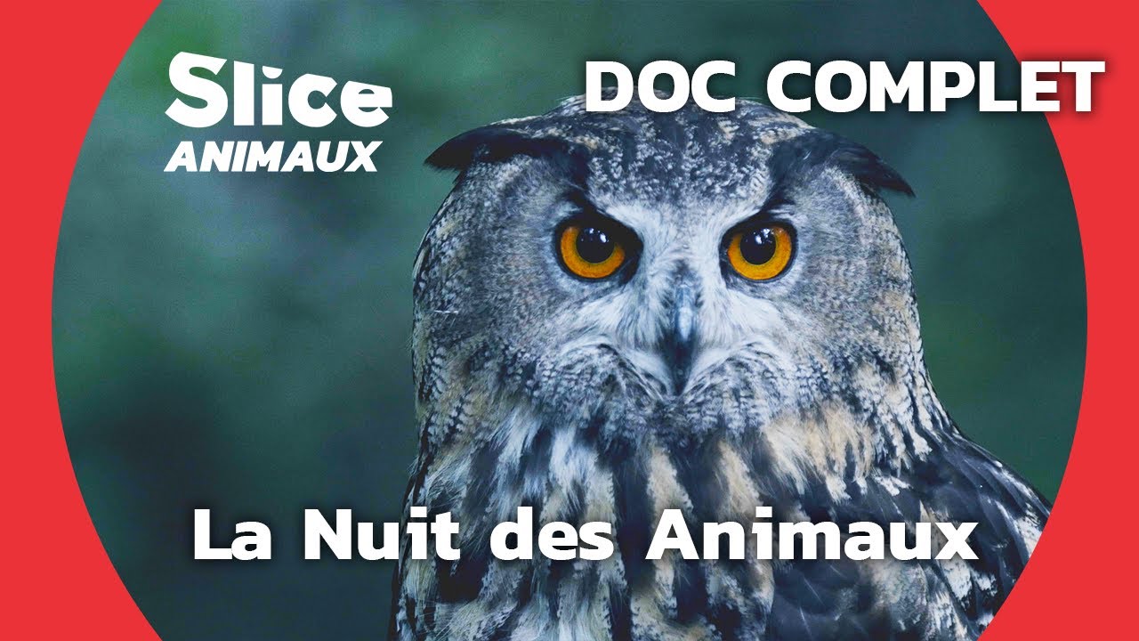 Documentaire | La vie des animaux nocturnes