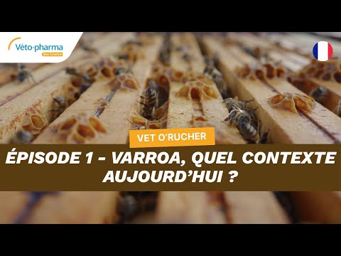 GDSA 47 Premiers résultats de l’enquête nationale de mortalité des colonies d’abeilles durant l ...