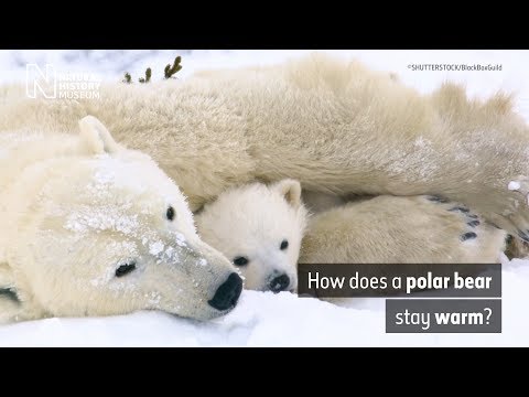 How do polar bears stay warm? | Dear Kitty. Some blog