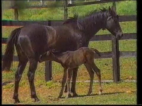 Pedigree Identification | The Thoroughbred Link