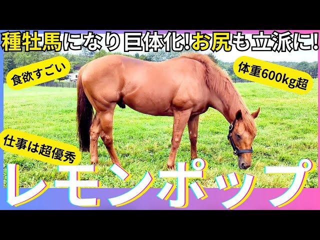 「半年で約100キロ増」馬体がすごいと話題のレモンポップが種牡馬になりさらに巨体化…底なしの食欲で - UMATOKU | 馬トク