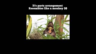 This flower looks like monkey ???? #shorts #monkeyorchid